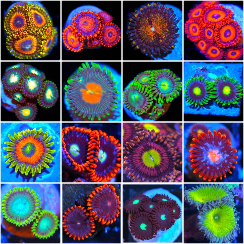 5 - 35 Soft Coral Frag Pack – Corals of Eden