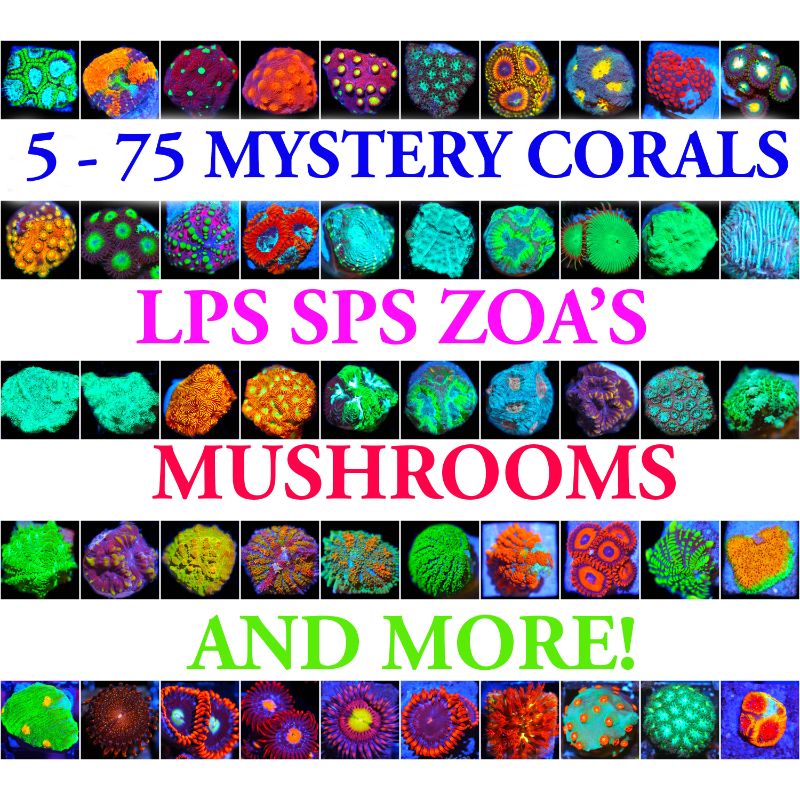 5 - 75 Mystery Coral Frag Pack – Corals of Eden