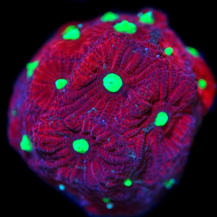 Ruby Rampage Favia (WYSIWYG) – Corals of Eden