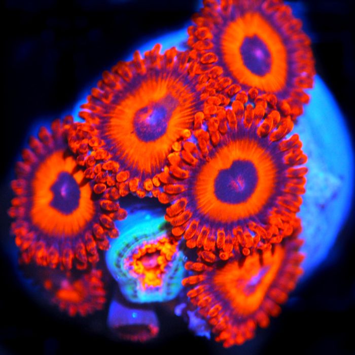 Orange Oxide Zoa | Fully Aqua-Cultured | Varied Size/Pricing per Polyp ...