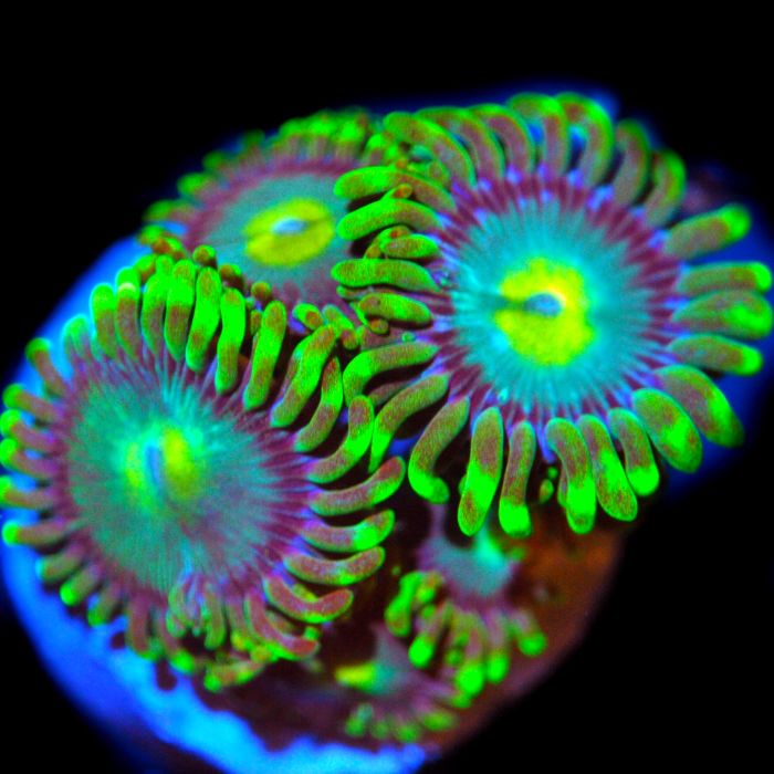 Crazy Kraken Zoa Colony (WYSIWYG) – Corals of Eden