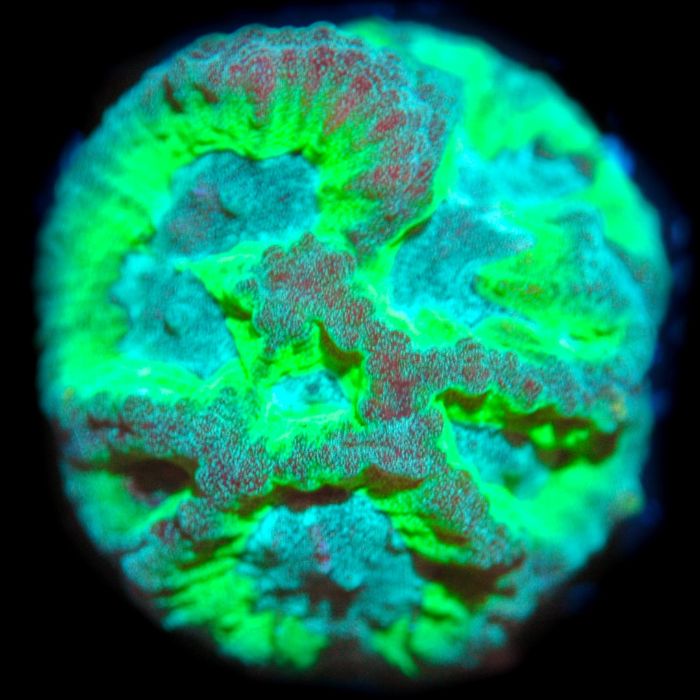 Buy Rare WYSIWYG Blue Dragon Favia – Corals of Eden