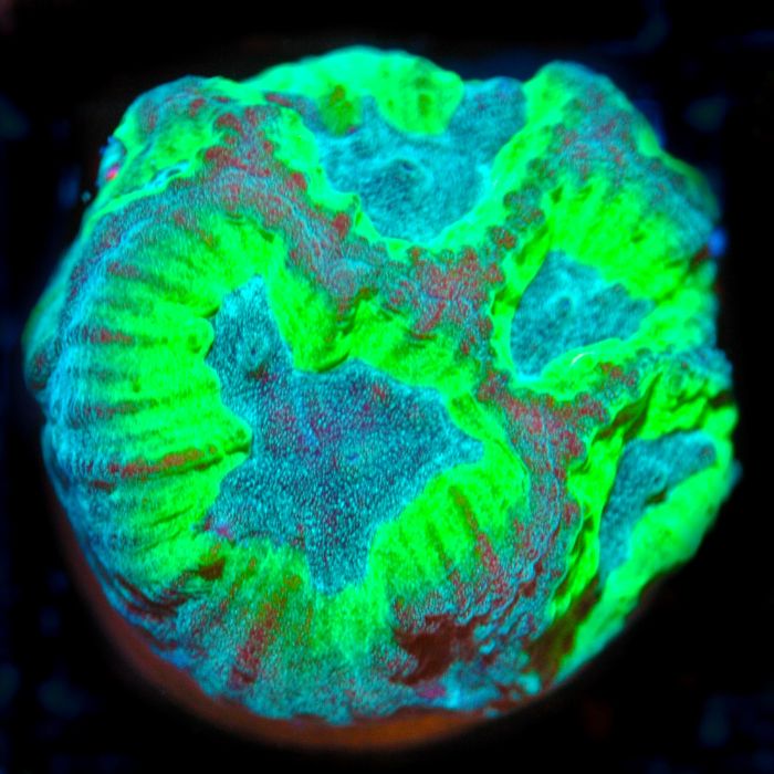 Buy Rare WYSIWYG Blue Dragon Favia – Corals of Eden