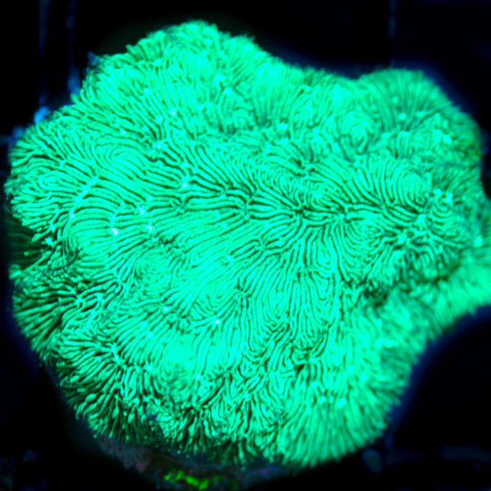 Neon Green Lepto Coral (WYSIWYG) – Corals of Eden