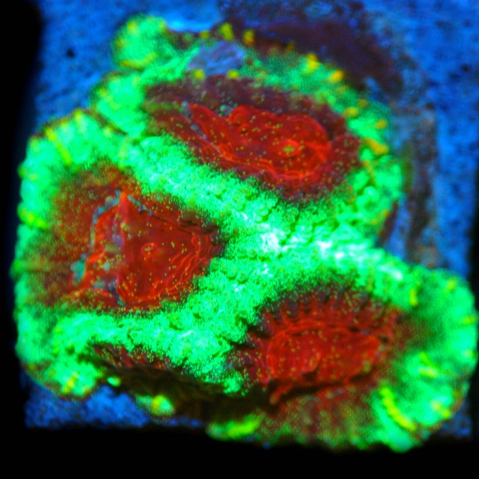 Buy Rare WYSIWYG Christmas Favia – Corals of Eden