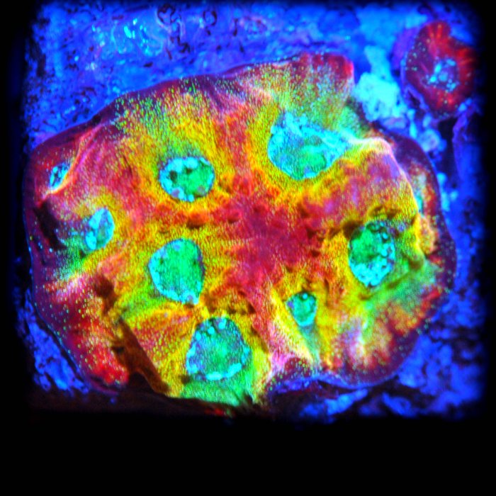 Buy Rare WYSIWYG Day Glow Favia – Corals of Eden