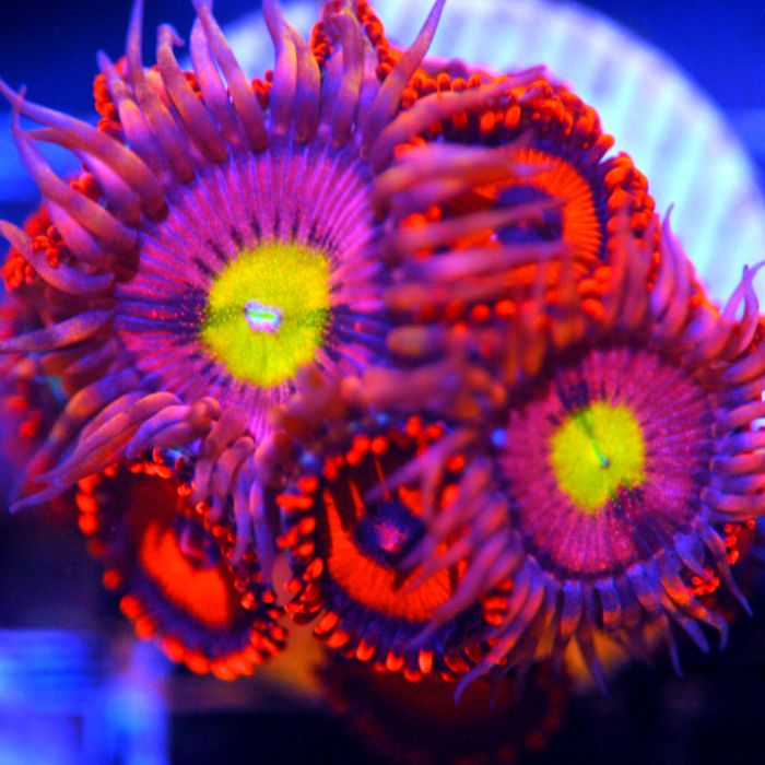 WYSIWYG Orange Oxide Zoa – Corals of Eden