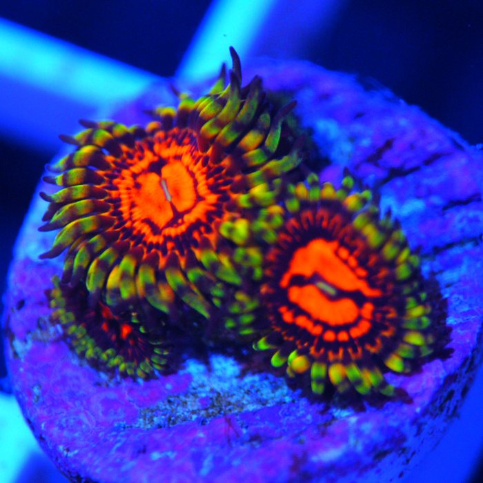CB Grand Master Strat Zoa – Corals of Eden