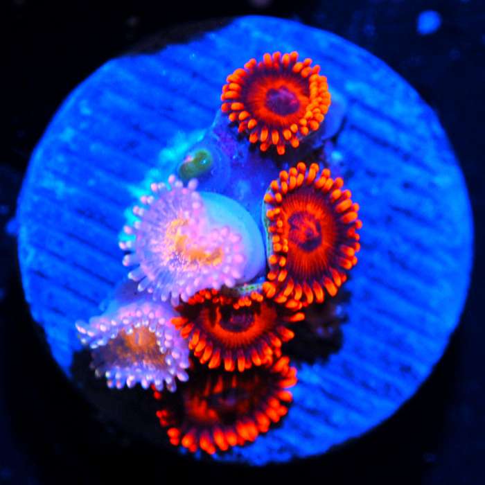 WYSIWYG Orange Oxide Zoa – Corals of Eden