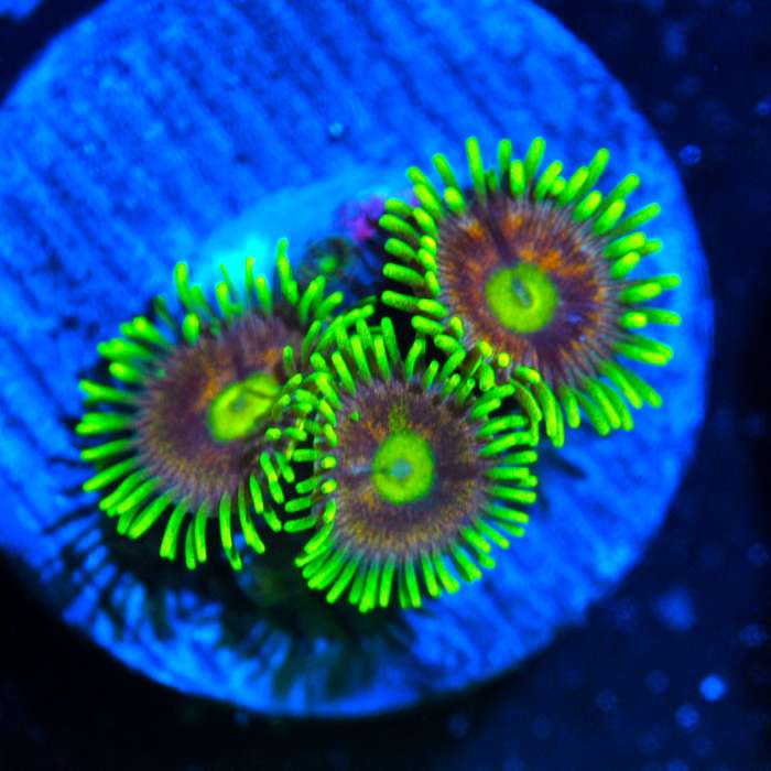 WYSIWYG Laser Lemon Zoas – Corals of Eden