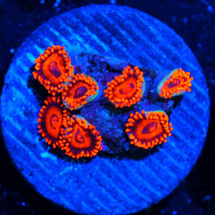 WYSIWYG Orange Oxide Zoa – Corals of Eden
