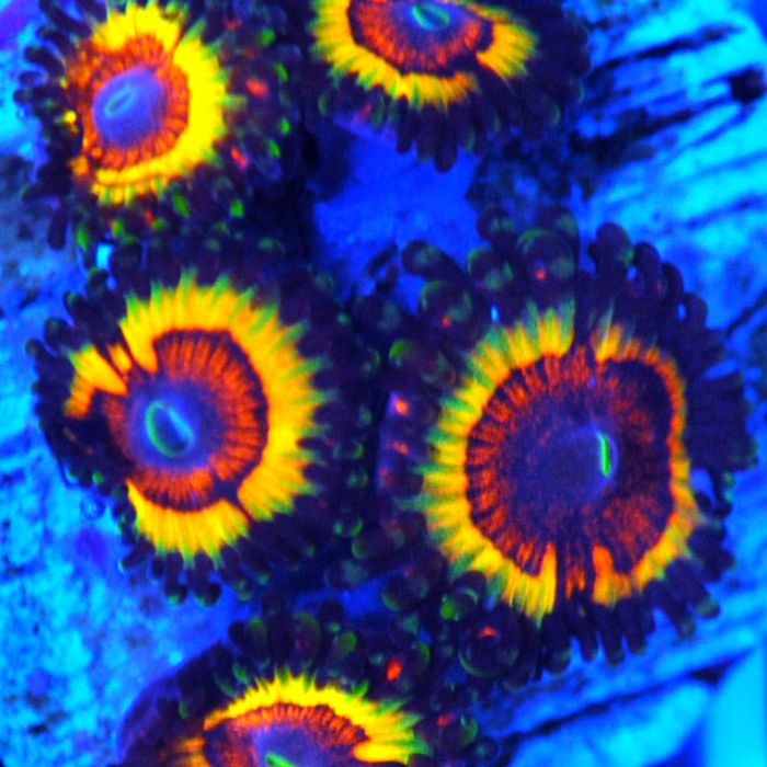 Ultra Vampire Zoanthid – Corals of Eden