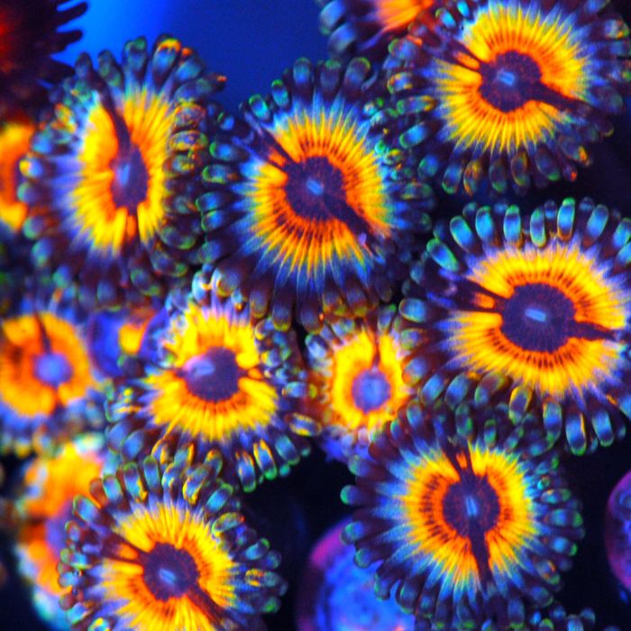 Ultra Solar Flare Zoanthid – Corals of Eden