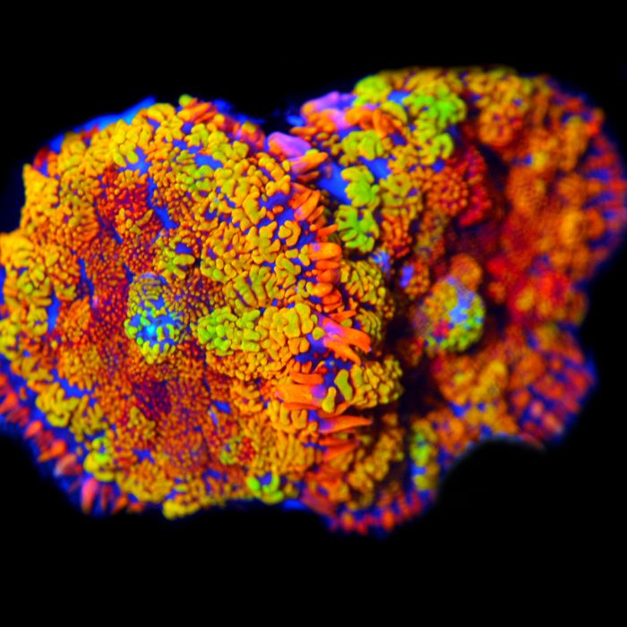 COE Confetti Party Rainbow Rhodactis Mushroom – Corals of Eden