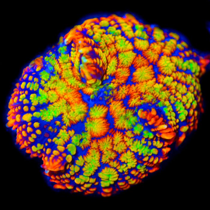 COE Exploding Supernova Rainbow Rhodactis Mushroom – Corals of Eden