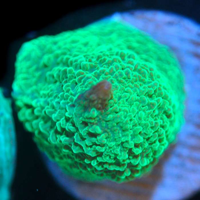 Neon Elephant Ear Mushroom (WYSIWYG) – Corals of Eden