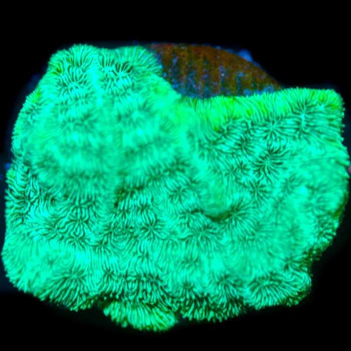 Neon Green Lepto Coral (WYSIWYG) – Corals of Eden