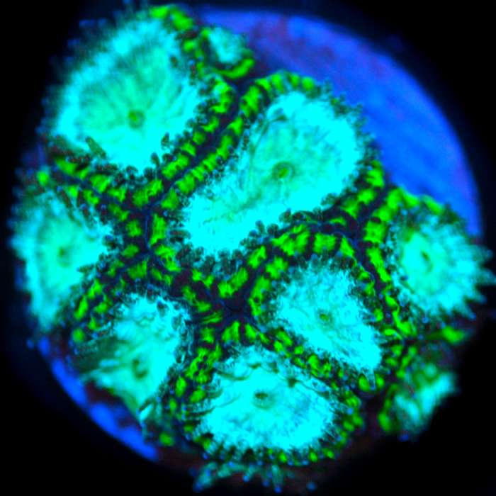 GI Joe Favia (WYSIWYG) – Corals of Eden