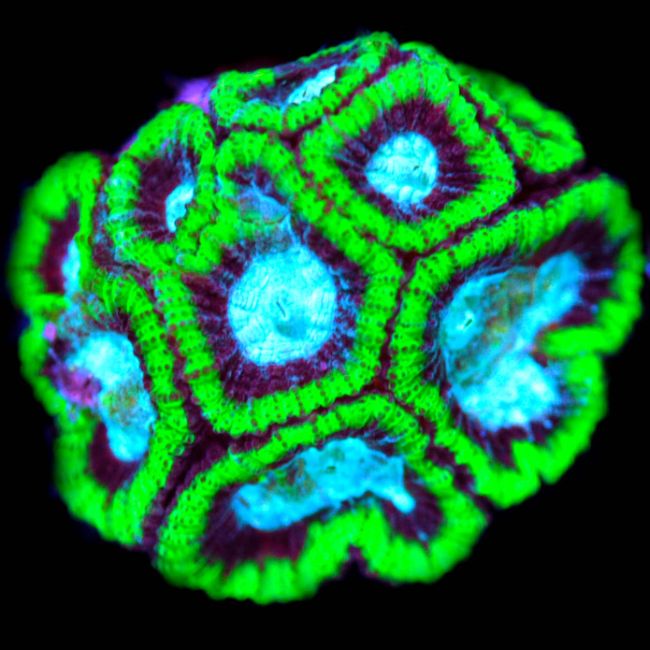 GI Joe Favia (WYSIWYG) – Corals of Eden