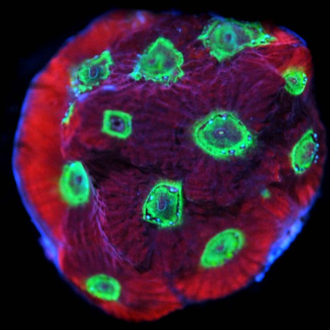 Buy Rare WYSIWYG Sector 001 Favia – Corals of Eden