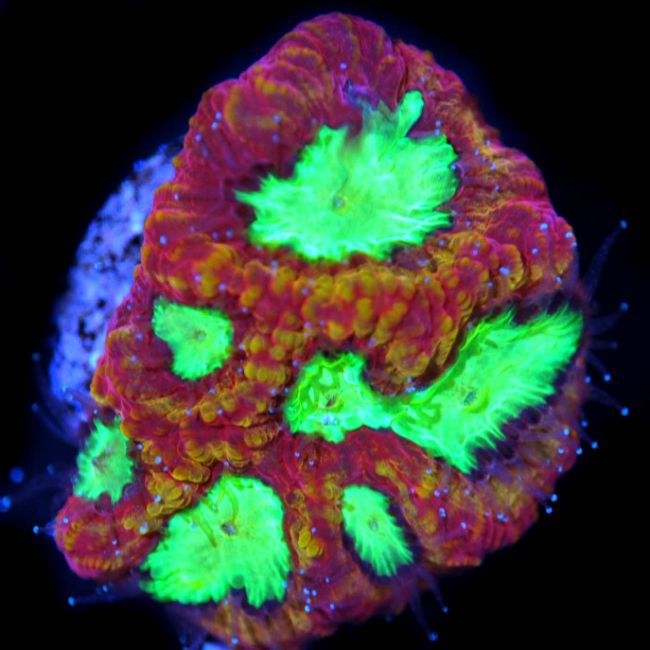 WYSIWYG Premium Rare Favia Coral – Corals of Eden