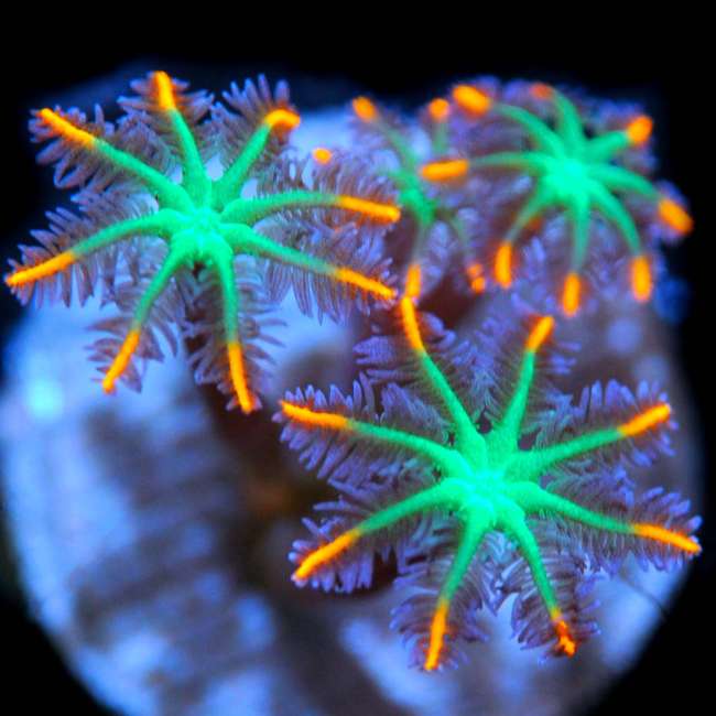 Firework Clove Polyps (WYSIWYG) – Corals of Eden