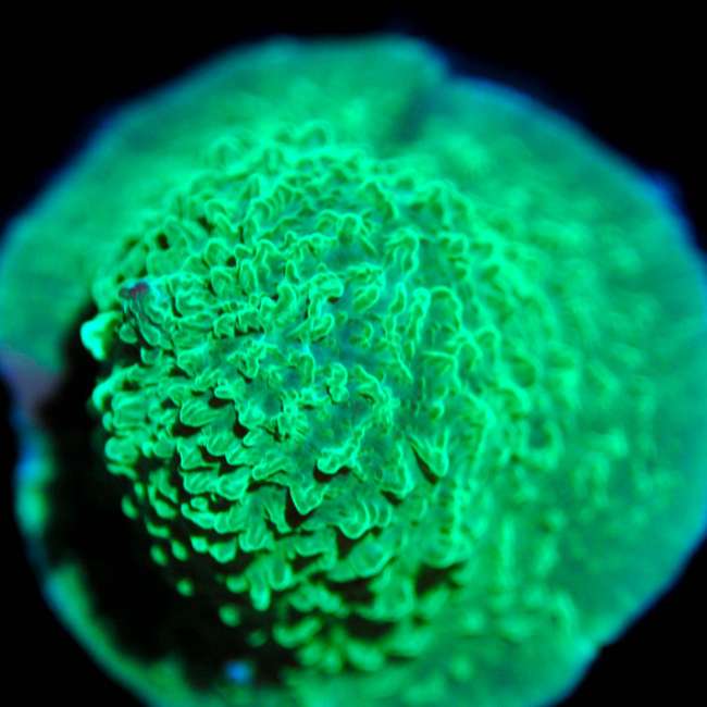 Neon Elephant Ear Mushroom (WYSIWYG) – Corals of Eden