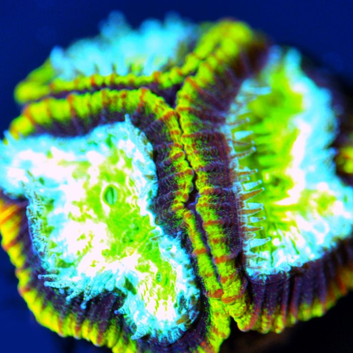 Psycho Rainbow Rim Favia (WYSIWYG) – Corals of Eden