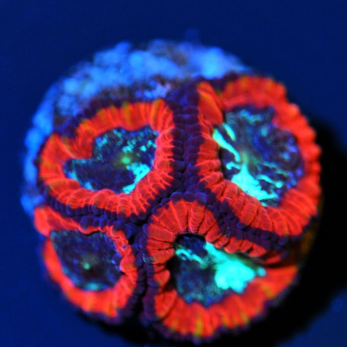 Buy Rare WYSIWYG Black Hole Favia – Corals of Eden