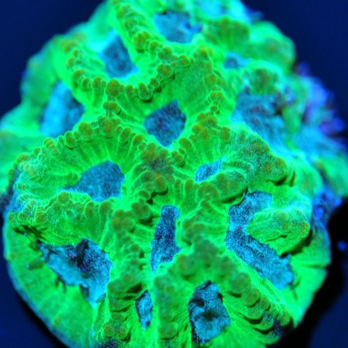 Buy Rare WYSIWYG Blue Dragon Favia – Corals of Eden