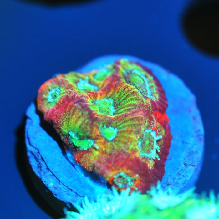 Buy Rare WYSIWYG Day Glow Favia – Corals of Eden