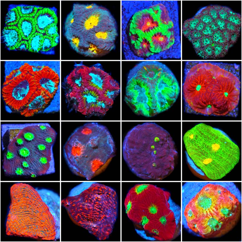 5 - 35 LPS Coral Frag Pack – Corals of Eden