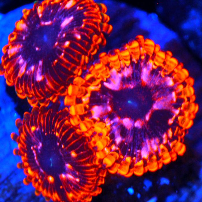 Utter Chaos Zoanthid – Corals of Eden