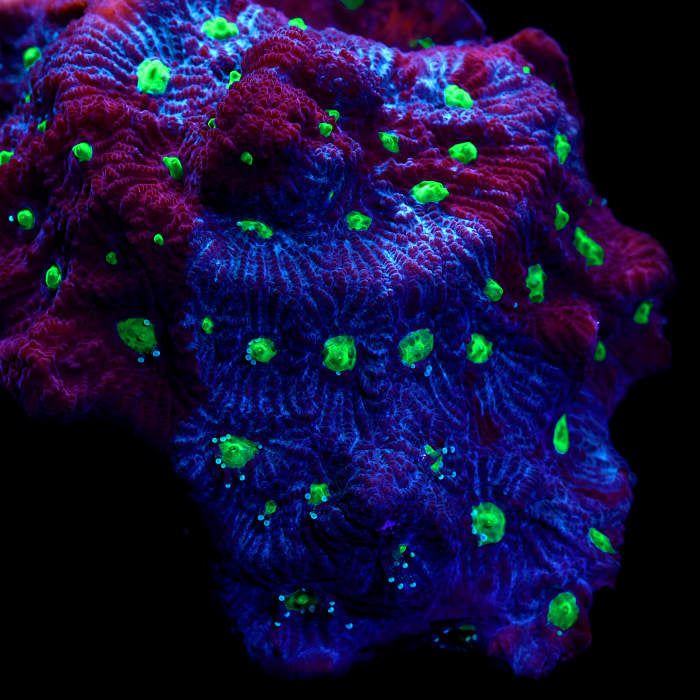 Blue Favia Coral – Corals of Eden