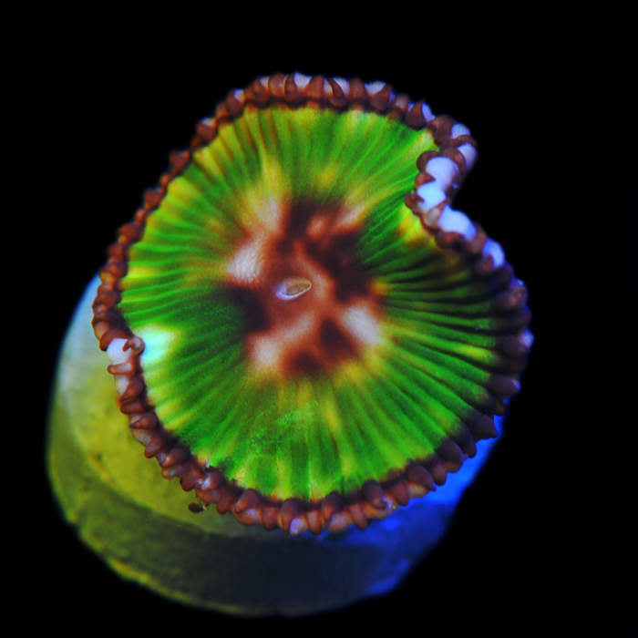 Ultra Grandis Paly (WYSIWYG) – Corals of Eden