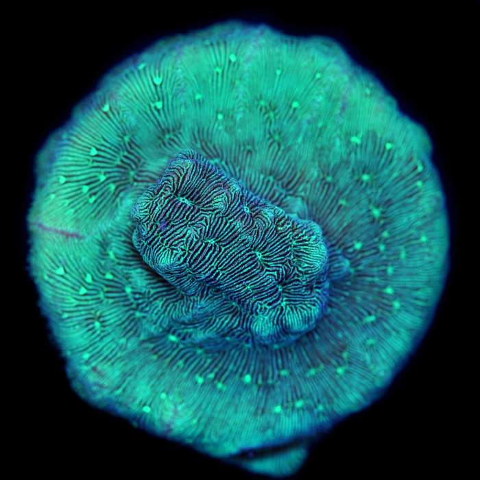 Neon Green Lepto Coral – Corals of Eden