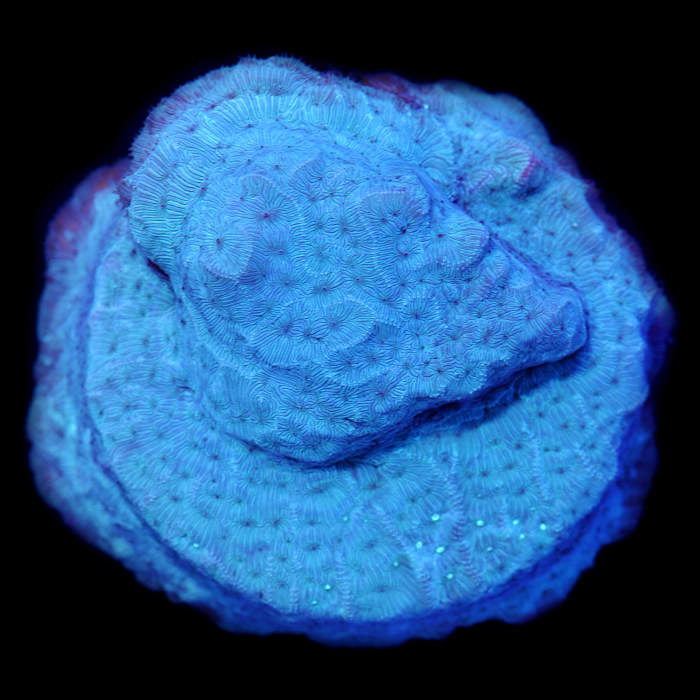 View All – Corals of Eden