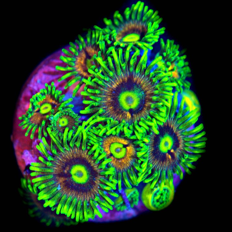 WYSIWYG Laser Lemon Zoas – Corals of Eden