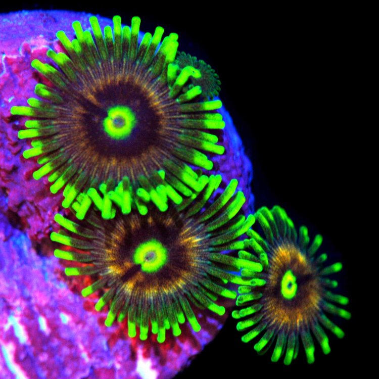 WYSIWYG Laser Lemon Zoa – Corals of Eden