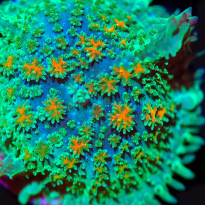 Orange Oxide Rhodactis Mushroom Coral – Corals of Eden
