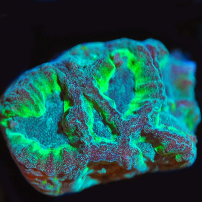 Buy Rare WYSIWYG Blue Dragon Favia – Corals of Eden