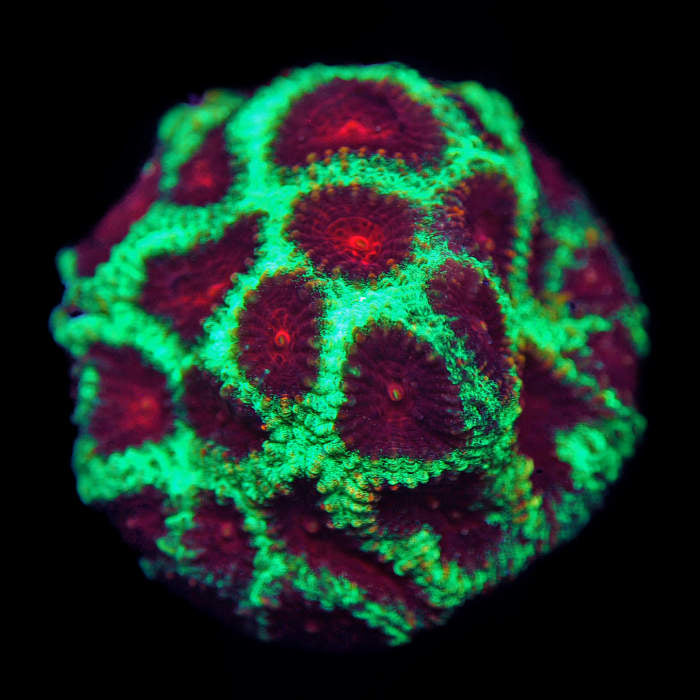 Christmas Favia Coral – Corals of Eden