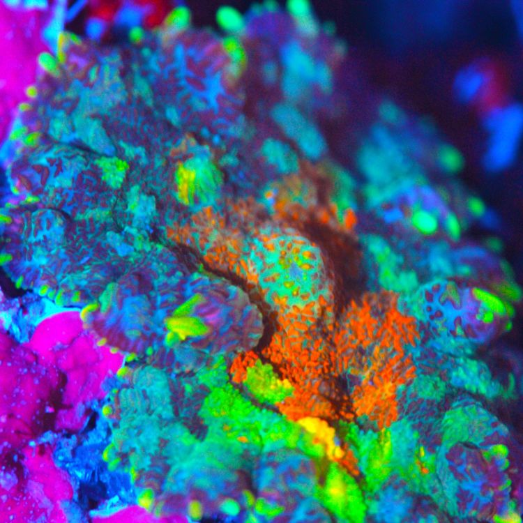 Supernova Rainbow Rhodactis (WYSIWYG) – Corals of Eden