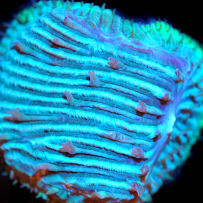 LPS Corals - Chalice Corals – Corals of Eden