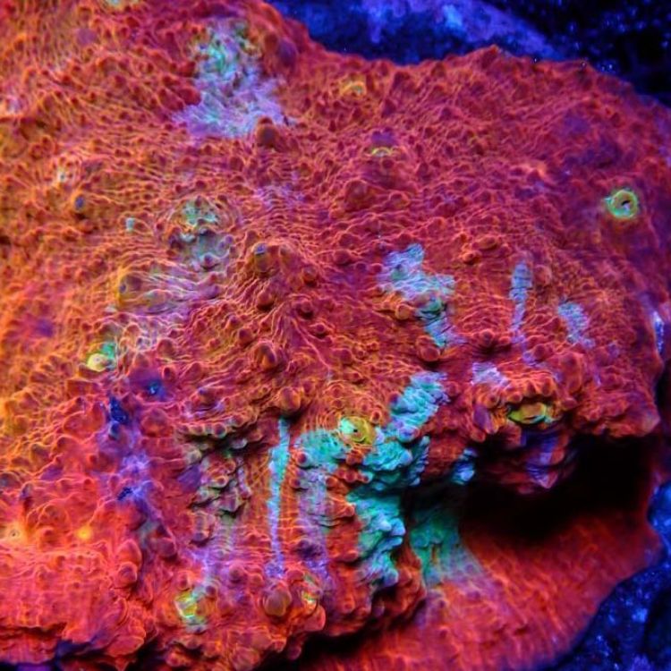 Blood Moon Chalice Coral – Corals of Eden