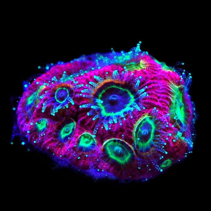 Buy Rare Sector 001 Favia – Corals of Eden