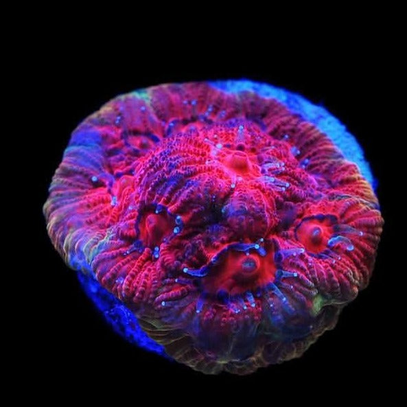 Buy Rare WYSIWYG Applejacks Favia – Corals of Eden