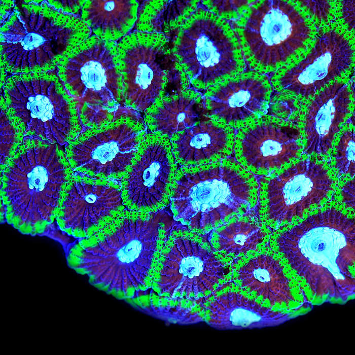GI Joe Favia Coral – Corals of Eden