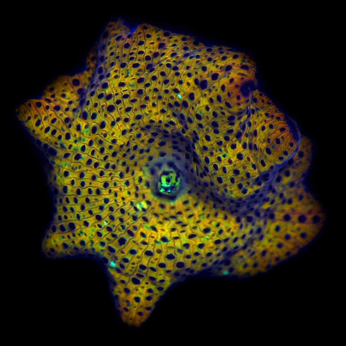 Leopard Disco Mushroom Coral – Corals of Eden