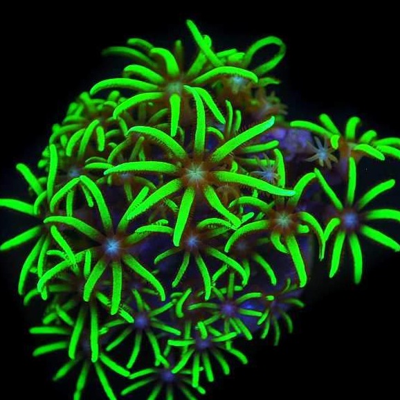 Corals of Eden: Aquacultured Live Coral | Rare Corals for sale